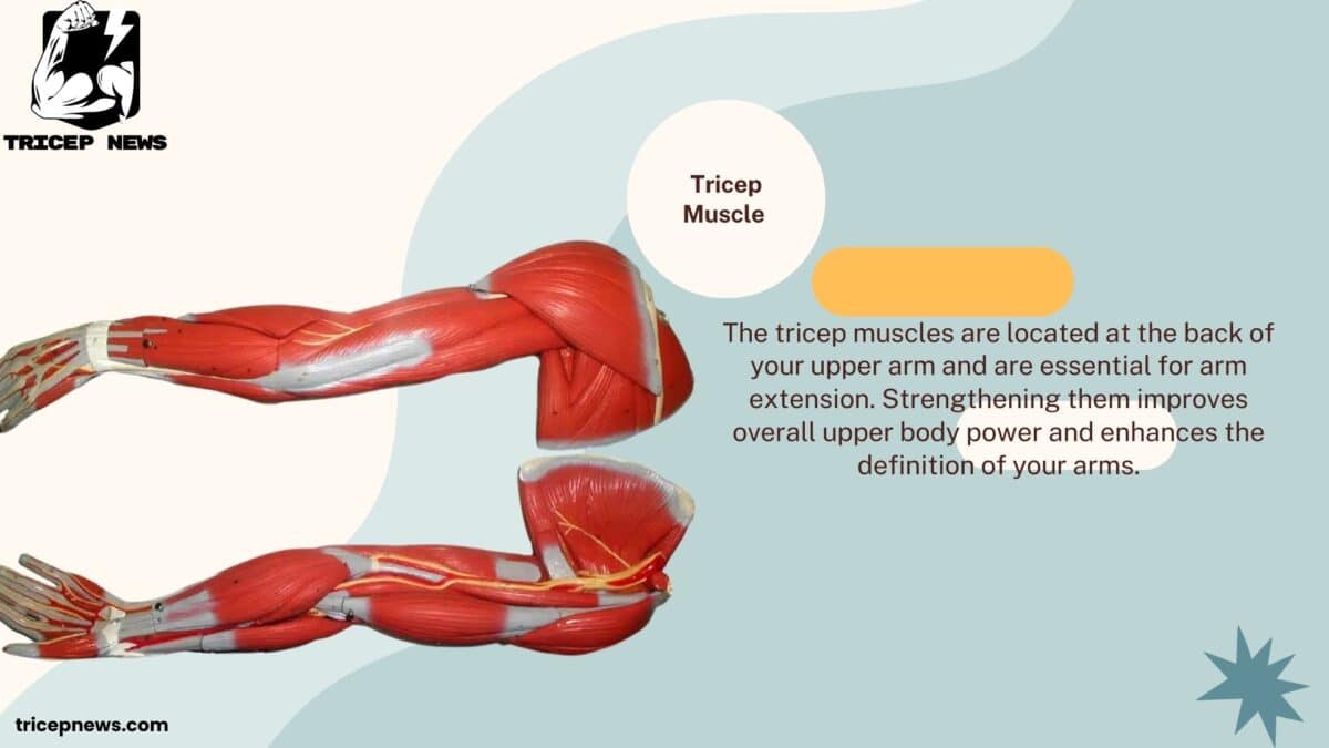 Triceps Brachii: All You Need to Know